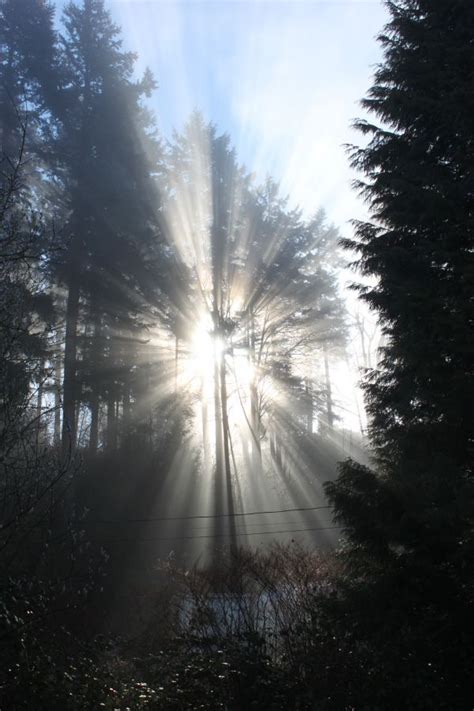 Free Images Tree Nature Forest Branch Snow Winter Black And