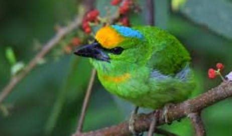 Mengenal Burung Takur Dilindungi Namun Bebas Diperjual Belikan