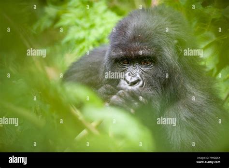 Berggorillas Gorilla Berengei Berengei Trekking Im Volcanoes