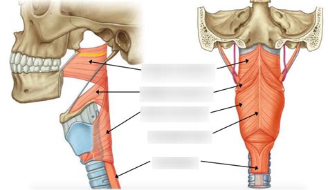 Muscles Of The Pharynx Diagram Quizlet