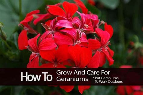 How To Grow And Care For Geraniums Artofit