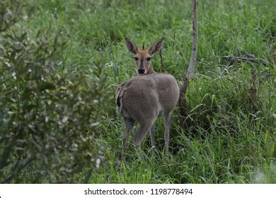 167 Duiker Buck Images Stock Photos Vectors Shutterstock