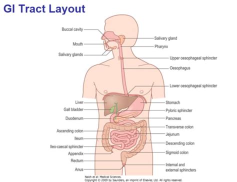 Introduction To Gastrointestinal Physiology Flashcards Quizlet