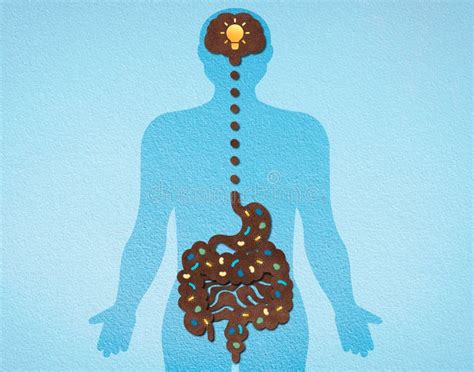 The Gut Brain Axis Conceptual Illustration Stock Illustration