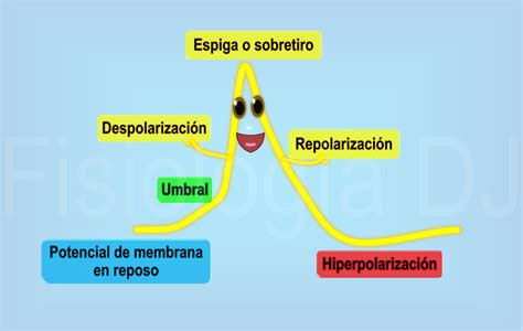 Fisiología DJ Fisiología Componentes del potencial de acción