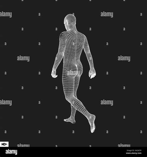 Walking Man D Human Body Model Geometric Design Human Body Wire