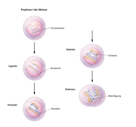 Meiose Flashcards Quizlet