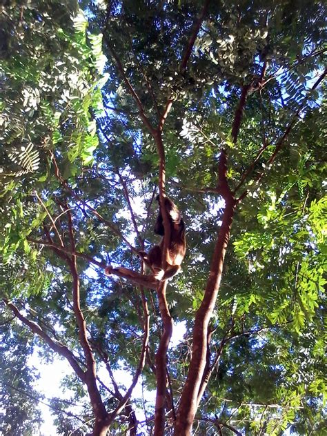 Bosque Gonzaguinha Canaã dos Carajás