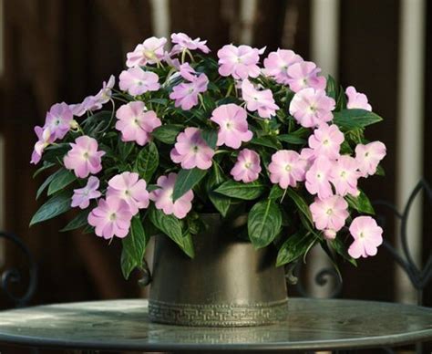27 Best Flowering Houseplants Indoor Plants That Bloom