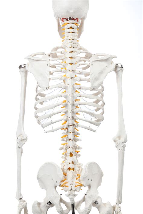 Axis Scientific Human Skeleton Model Anatomy Bundle 5 6 Life Size