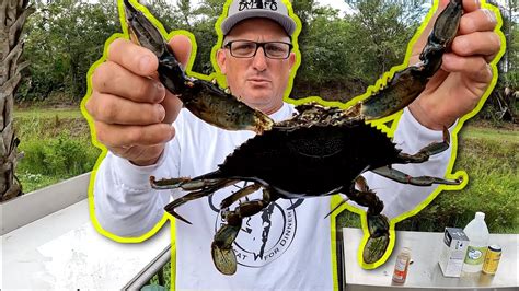Giant Florida Blue Crabs Are WAY Better Than Maryland Blue Crabs Catch