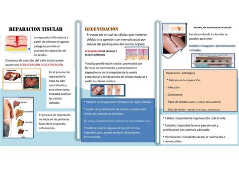 Reparación tisular sandra viscarra uDocz