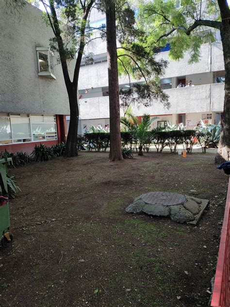 Árboles de la Ciudad de México on Twitter No entiendo la obsesión