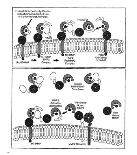 3 Schematic Representation Of The Activation Of MMP 2 By TIMP 2 And