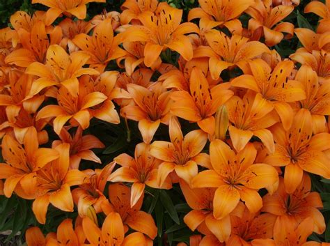 Orange Lilja Tiger Lily Blommor Gratis foto på Pixabay Pixabay