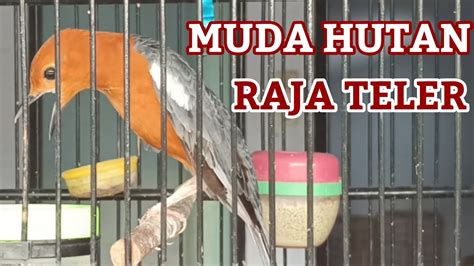 Pancingan Anis Merah Gacor Teler Youtube