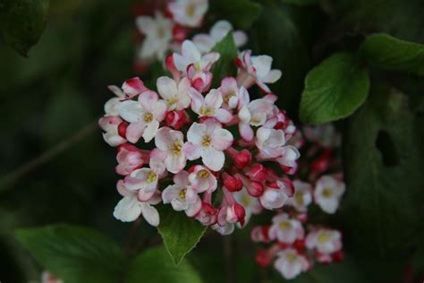 Fotos gratis naturaleza flor blanco pétalo primavera Produce