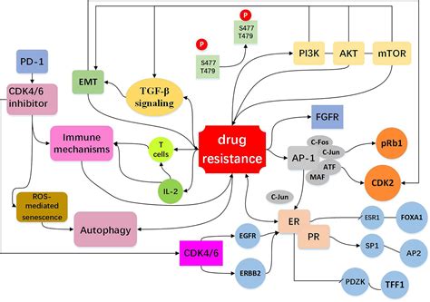 Frontiers Breast Cancer Resistance To Cyclin Dependent Kinases 4 6