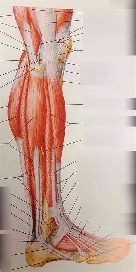 Muscles Of Leg Lateral View Diagram Quizlet
