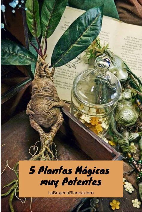 5 plantas mágicas muy potentes La Brujería Blanca White magic Feng