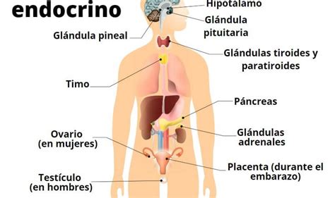 Partes Del Sistema Endocrino Hormone Health