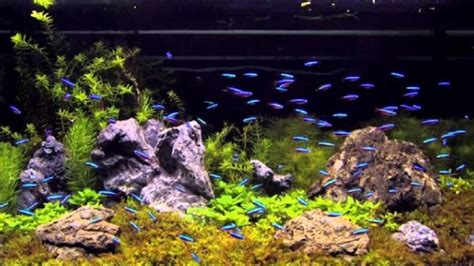 How Many Neon Tetras In A 10 Gallon Tank Aquarium Tip
