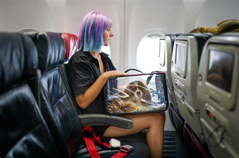 Viajar con mascotas aerolíneas y aeropuertos amigables para animales