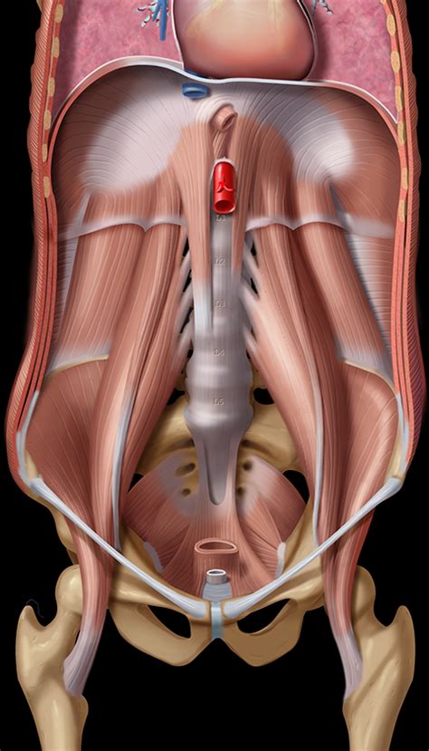 Posterior Abdominal Wall Normal Anatomy Graphic 2 Of 9