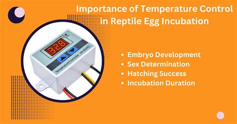 W Temperature Controller Diy Incubator For Reptiles Eggs Vayuyaan