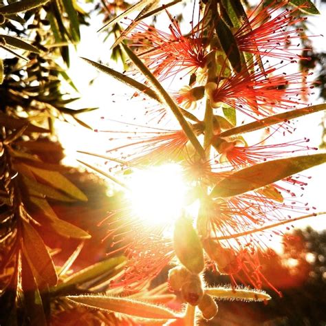 Premium Photo Sun Shining Through Trees