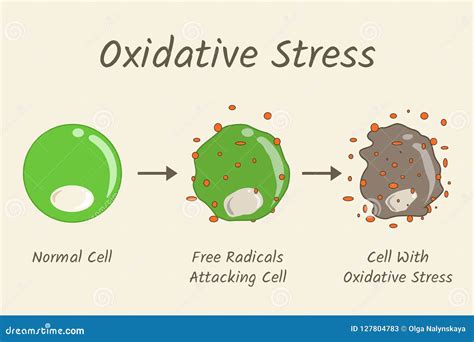 Oxidative Stress Diagram Stock Vector Illustration Of Chronic