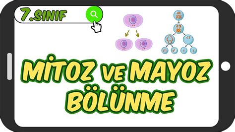 Mitoz Ve Mayoz B L Nme Yaz L Ya Haz Rl K S N F Fen Youtube