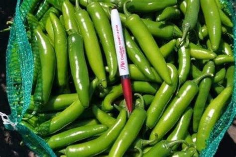 Serrano Pepper Cubilete Capgen Seeds