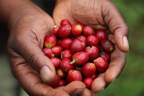 Métodos de lavado y secado del café Todos los procesos