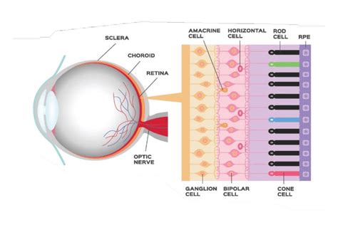 3 Schematic Of The Retina With Their Multiple Layers RPE Retinal
