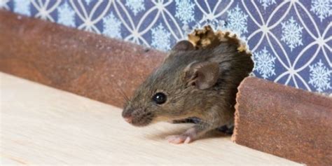 Pourquoi Il Ne Faut Pas Avoir Peur Des Souris Animaux Info Votre