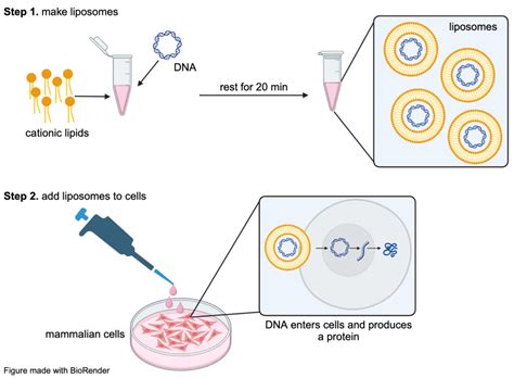 Transient Transfection Nc Dna Day Blog
