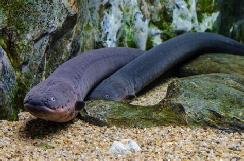 ANGUILA Caracteristicas habitat alimentación y reproducción