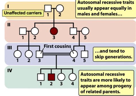 Genetics Final Exam Flashcards Quizlet