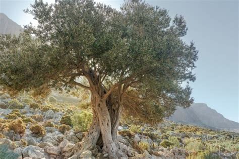 Der Ölbaum im Steckbrief Alles Wissenswerte auf einen Blick
