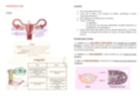 SOLUTION APARATO REPRODUCTOR FEMENINO RESUMEN Macro Y Microestructura