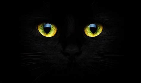 Pourquoi L Il Du Chat Brille Dans Le Noir Vision Nocturne Du Chat