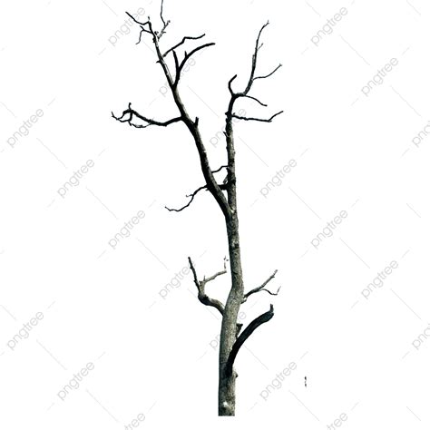 árbol Tropical Muerto En Png Y Psd Gratis Transparentes PNG árbol