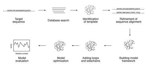 Homology Modeling Definition Steps Diagram Uses