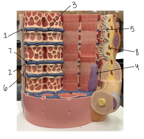 Flashcards Structure Of Muscle Fibers And Histology Of Skeletal Muscle
