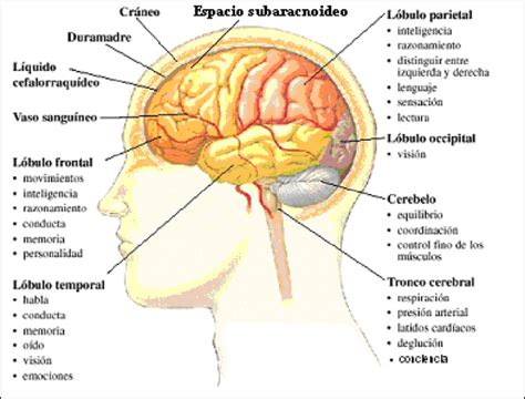 El Cerebro Partes Funciones Del Cerebro Bueno Saber