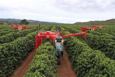 Conab Will Offer 3 73 Thousand Tons Of Beans Next Wednesday Revista