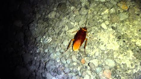 Hawaiian Cockroach 00031 Youtube