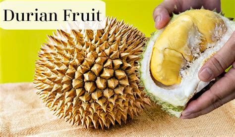 Durian Vs Jackfruit Illustrative Guide To Differences Similarities