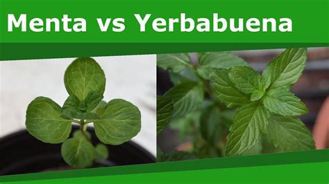 Diferencias Entre Menta Y Hierbabuena Sabores Y Usos
